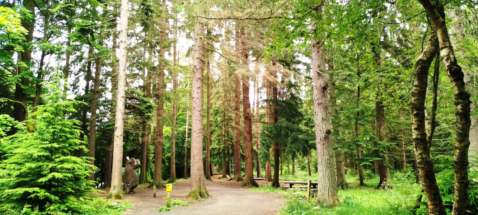 Hamsterley Forest Midweek Walk - Nov 2024 - Strolls With Poles