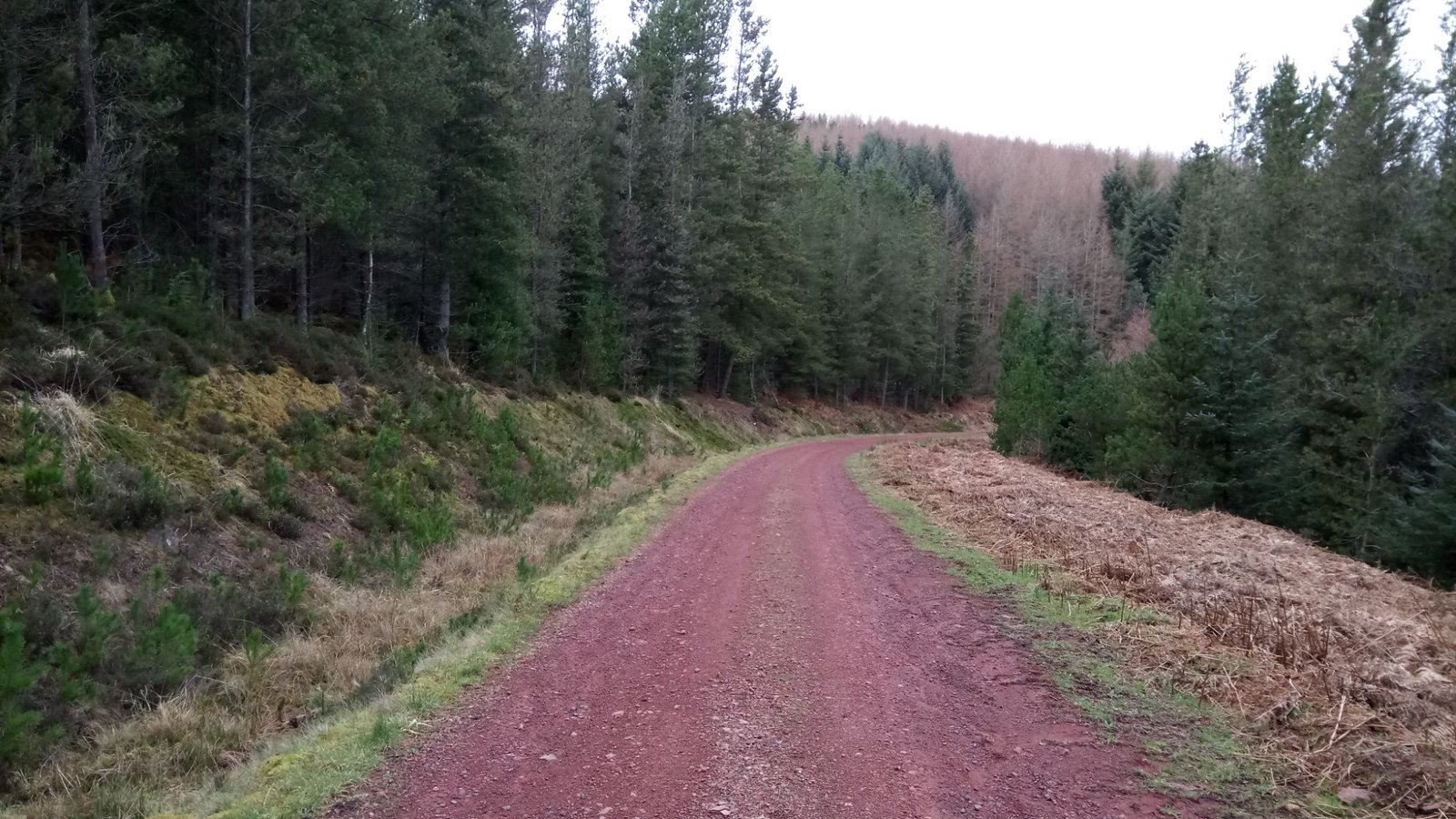 Harbottle Wood and the Drake Stone - Jun 2021 - Strolls With Poles