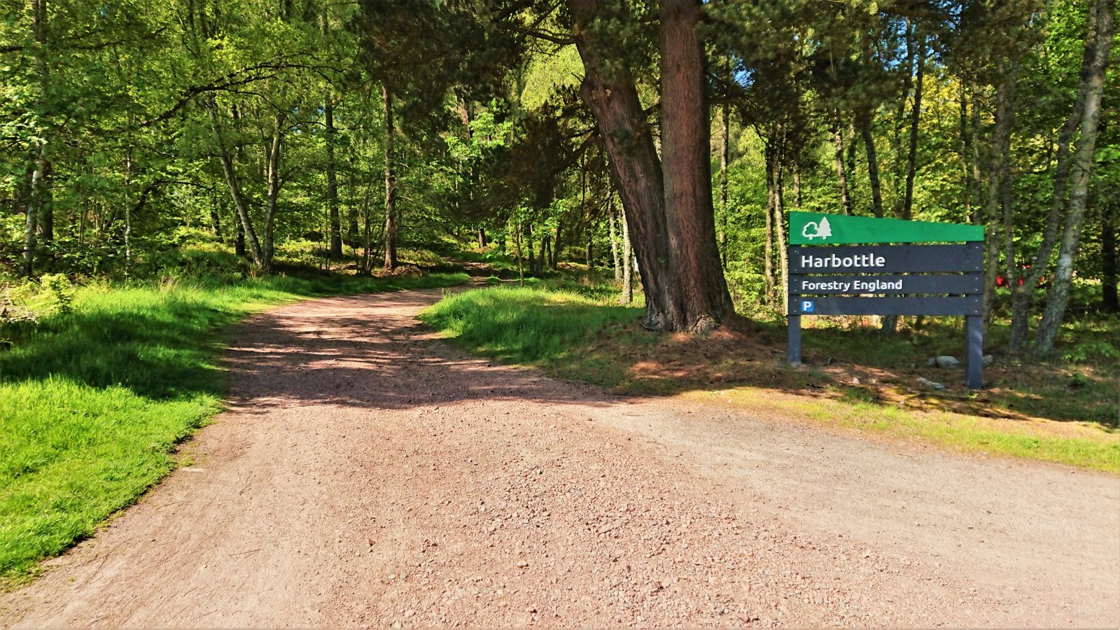 Harbottle Wood and the Drake Stone - Jun 2021 - Strolls With Poles