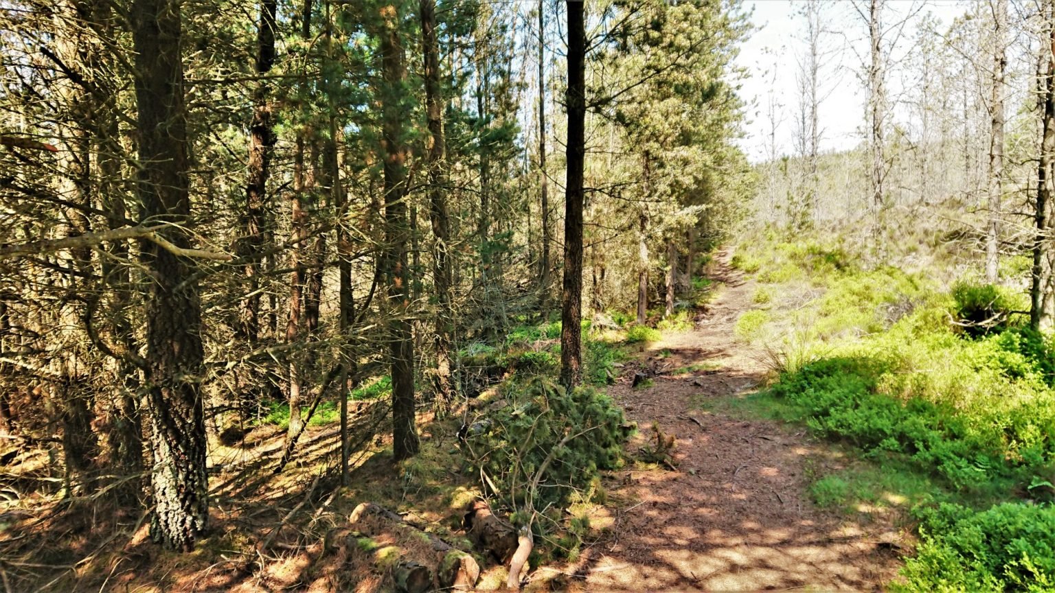 Harbottle Wood and the Drake Stone - Jun 2021 - Strolls With Poles
