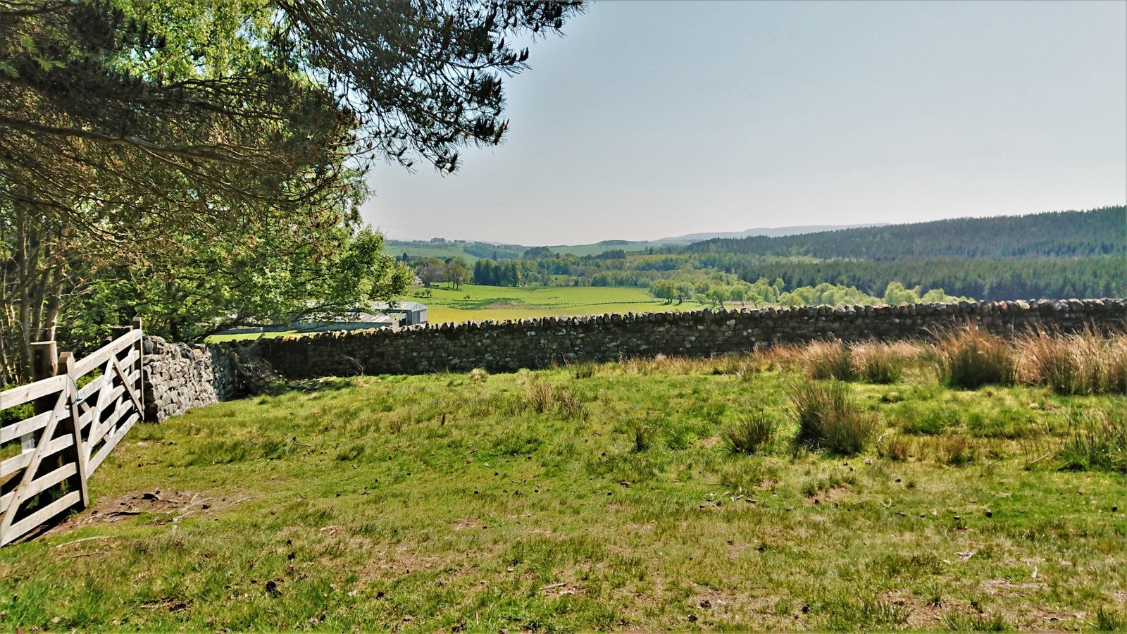 Harbottle Wood and the Drake Stone - Jun 2021 - Strolls With Poles
