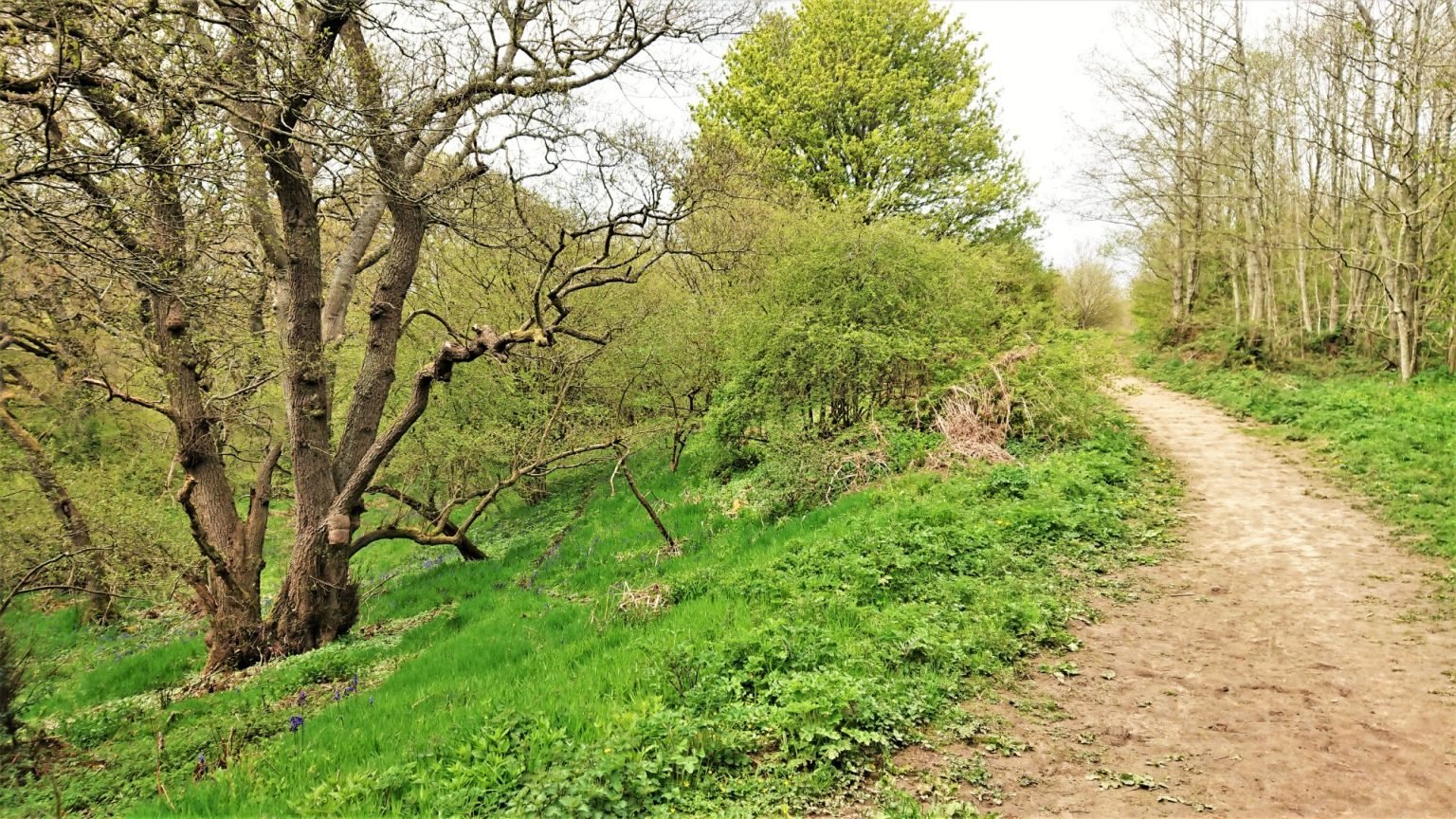 Tanfield Railway and Hedley Hall Wood - Jun 2021 - Strolls With Poles
