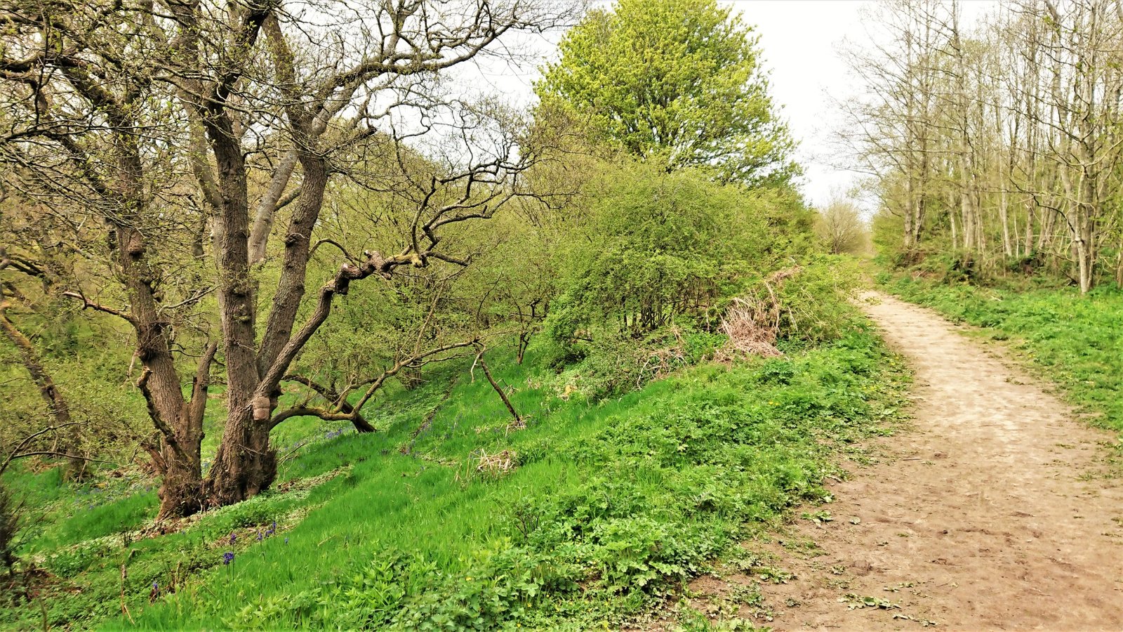 Tanfield Railway and Hedley Hall Wood - Jun 2021 - Strolls With Poles
