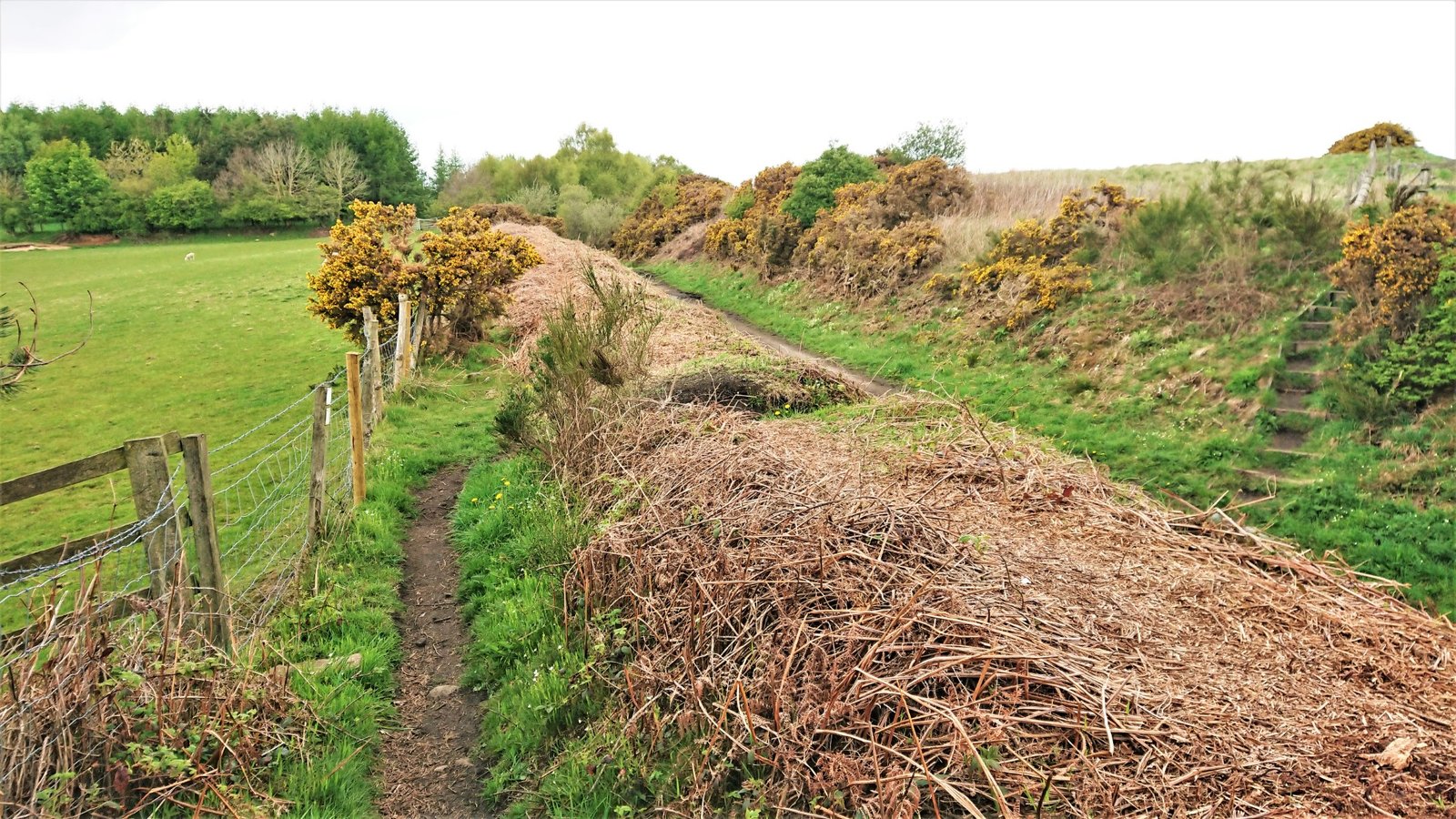 Tanfield Railway and Hedley Hall Wood - Jun 2021 - Strolls With Poles